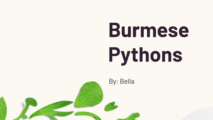 Burmese Python by Bella Gomes on Prezi