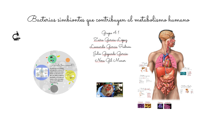 Bacterias simbiontes que contribuyen al metabolismo humano by zaira ...