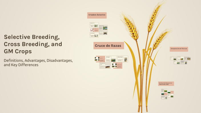 Selective Breeding, Cross Breeding, and GM Crops by Camila Riva on Prezi