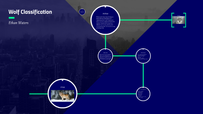 Wolf Classification by Ethan Waters