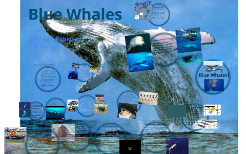 Blue Whales Presentation by JOSH RABINEAU on Prezi
