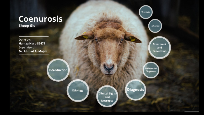 Coenurosis by Hamza Harb on Prezi