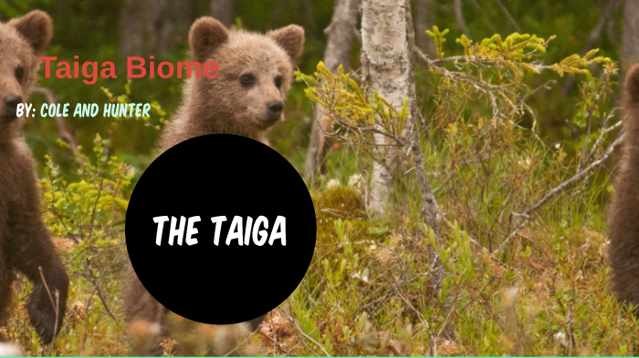 Taiga biome project by CHS CHS on Prezi