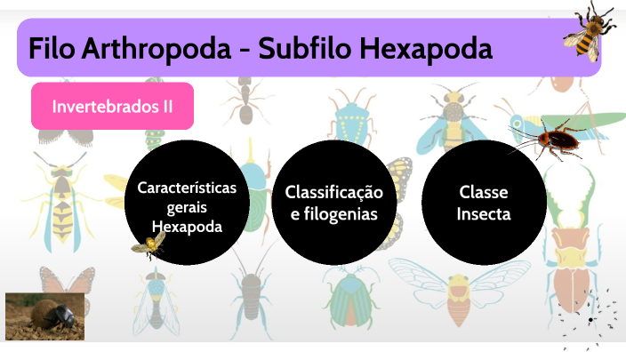 Filo Arthropoda Subfilo Hexapoda by Karla Paresque on Prezi