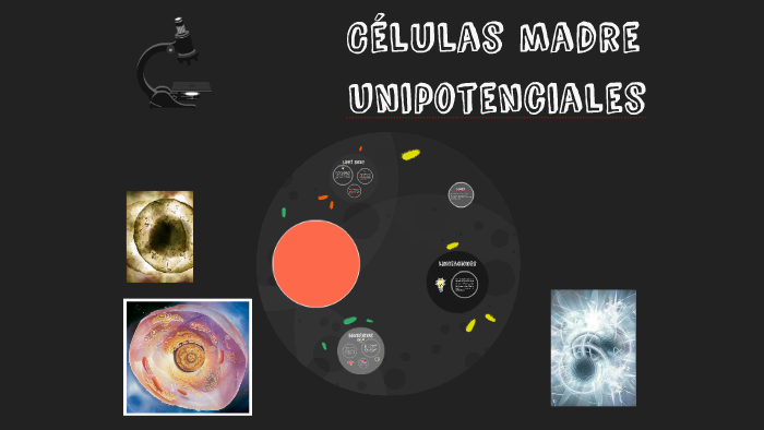 Células madre unipotenciales by Diana Bazán on Prezi