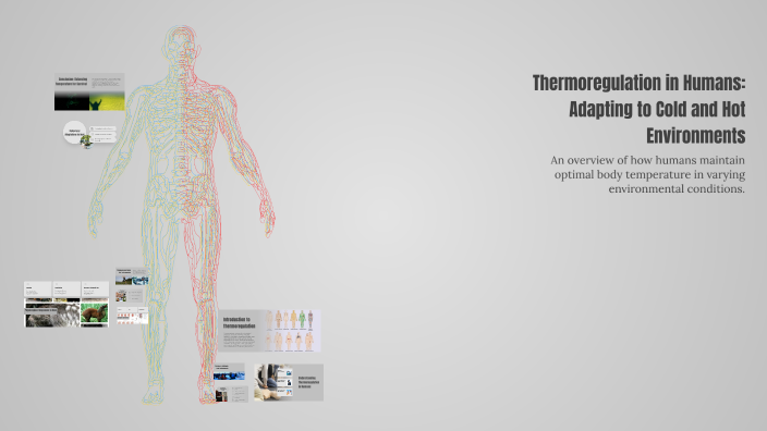 Thermoregulation in Humans: Adapting to Cold and Hot Environments by ...