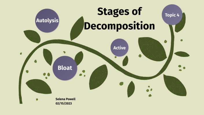 Stages of Decomposition by Selena Powell on Prezi