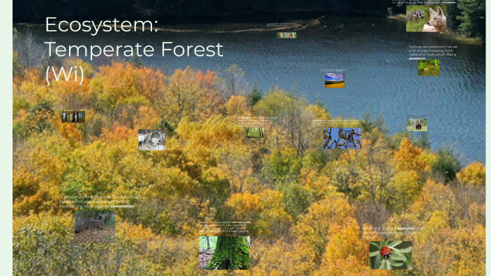 Ecosystem of Temperate Forests by Beau Luebke on Prezi