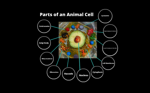 Jello Cell Diagram by Leigh Hatton on Prezi