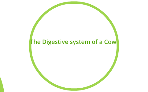 The Digestive system of a Cow by william allinson on Prezi