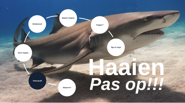 Haaien by Pascal van Dooren on Prezi
