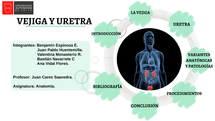 vejiga y uretra by valentina monasterio on Prezi
