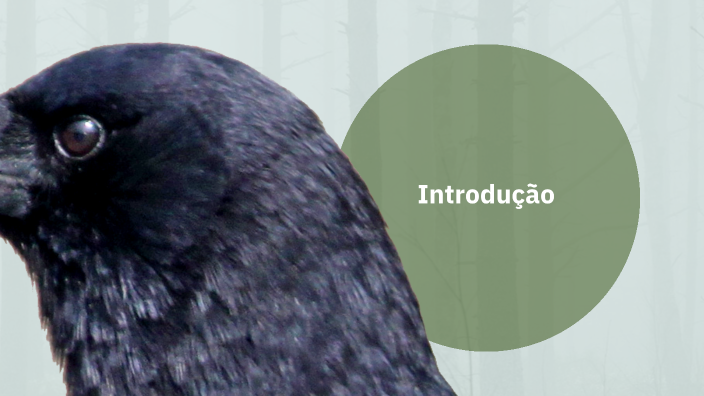 Diabetes Mellitus in Birds: A Review by Bel Veneziano on Prezi