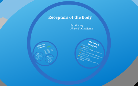 Receptors of the Body by Yi Yang on Prezi