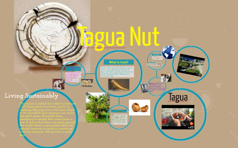 Tagua Nut by Estefania Salas on Prezi