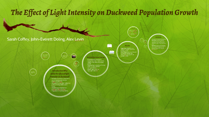 The Effect of Light Intensity on Duckweed Population Growth by Sarah ...