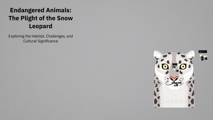 Endangered Animals: The Plight of the Snow Leopard by Λεονταρακη ...