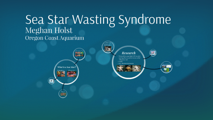 Sea Star Wasting Syndrome by Meghan Holst on Prezi