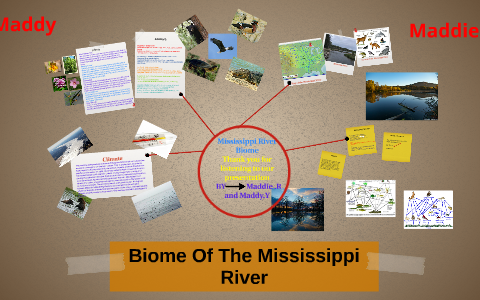 Biome Of The Mississippi River by maddy young on Prezi