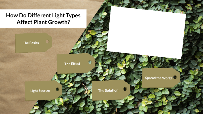 How Do Different Light Types Affect Plant Growth? by Madison Tait on Prezi