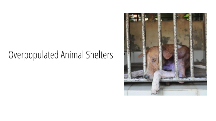 Shelter overpopulation in Canada by Jo MA on Prezi