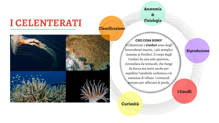 I Celenterati by Alessia Funari on Prezi