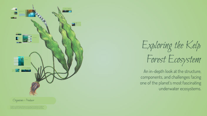 Exploring the Kelp Forest Ecosystem by Chinemerem Chijioke on Prezi