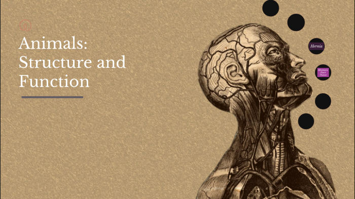 Animals: Structure and Function by Elaine Manoj on Prezi