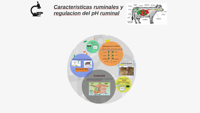 Caracteristicas ruminales y regulacion del pH ruminal by Santiago ...