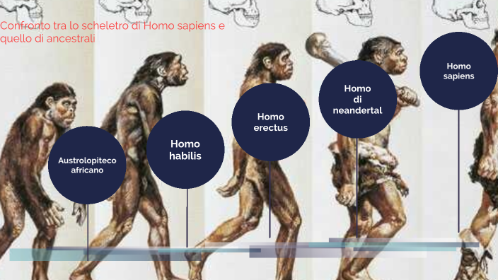 scheletro di Homo by Rebecca Jonghi on Prezi
