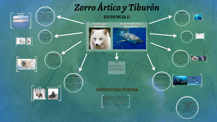 Zorro Ártico y Tiburón by DAHELY MORALES on Prezi