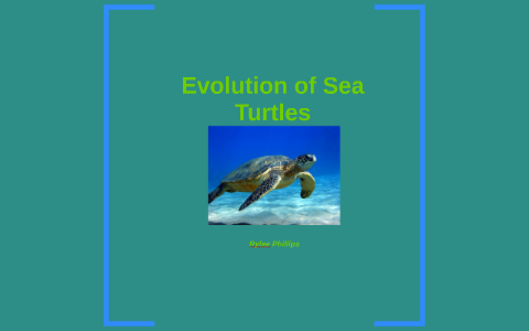 Evolution of Sea Turtles by Rylee Phillips on Prezi