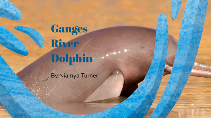 Ganges River dolphin by niamya turner on Prezi