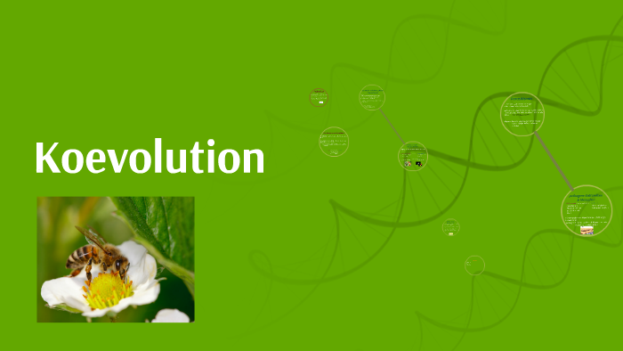 Koevolution by Annika Schulz on Prezi