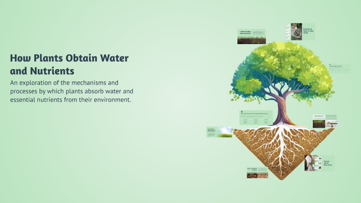 How Plants Obtain Water and Nutrients by Rockel Joseph John on Prezi