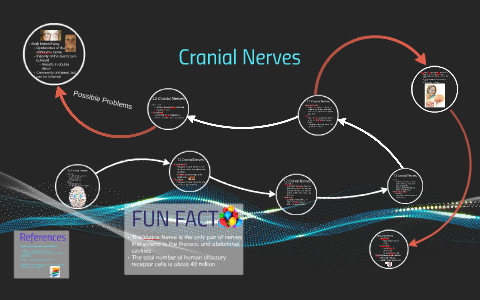 Cranial Nerves by Abby Spaulding on Prezi