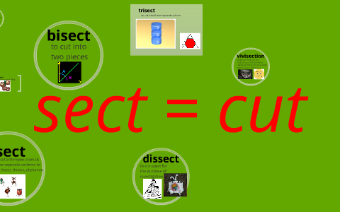 Root word: sect = cut by Kristina Marino on Prezi