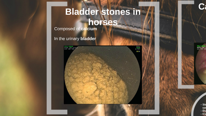 Bladder stone in horses by Csenge Gyurman on Prezi