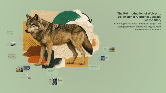The Reintroduction of Wolves to Yellowstone: A Trophic Cascade Success ...