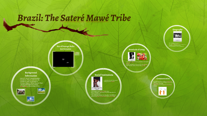Brazil: The Sateré Mawé Tribe by Tina Nguyen on Prezi