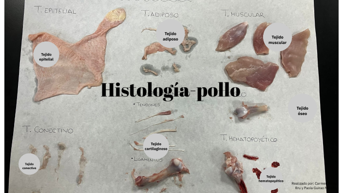 Histología-pollo by PAOLA GUIRAO MEROÑO on Prezi