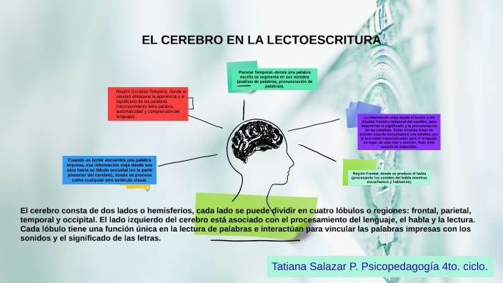 EL CEREBRO Y LA LECTOESCRITURA by Tatiana Nathaly Salazar Pin on Prezi