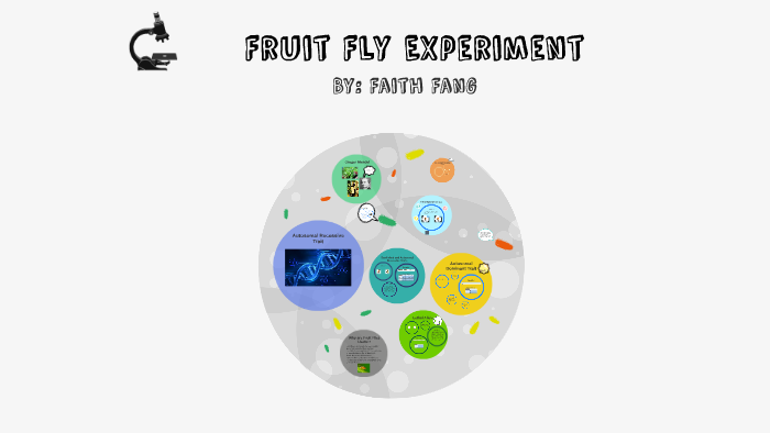 Fruit Fly Experiment by Faith Fang on Prezi