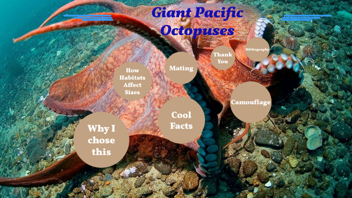 Passion Project 2023-Giant Pacific Octopuses by Rhys Teller on Prezi