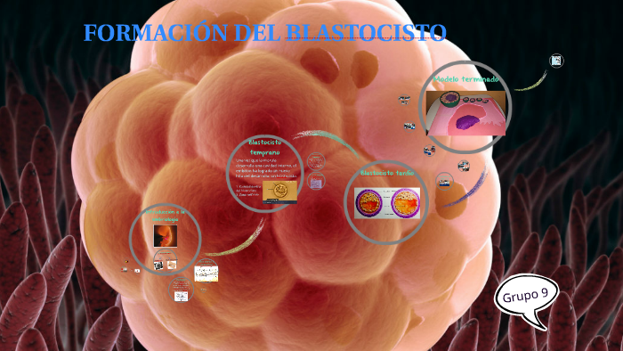 FORMACIÓN DEL BLASTOCISTO by Kimberly Us Romero on Prezi