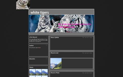 white tigers by Shannon Ginn on Prezi