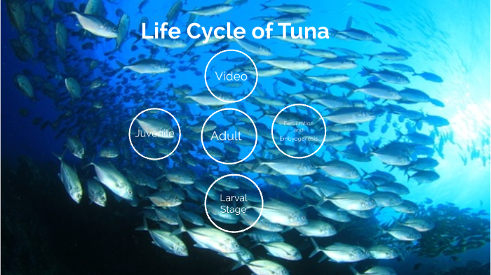 Tuna Life Cycle by Chloe Gulaskey on Prezi