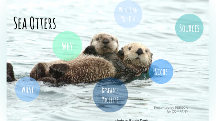 Sea Otter Biology by Emma Jessop on Prezi