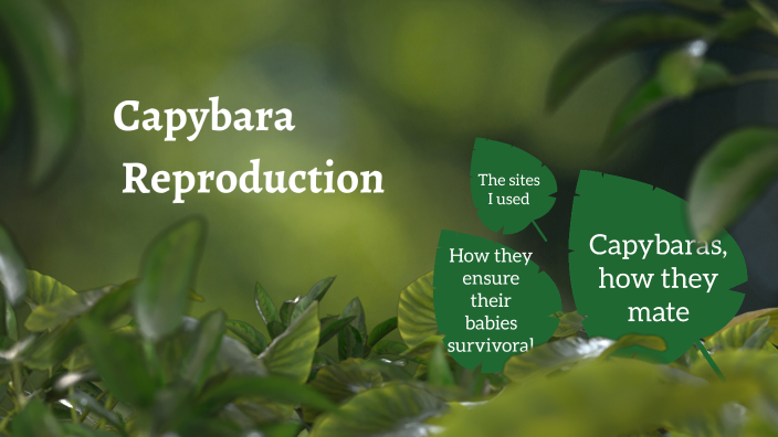 Capybara reproduction by Jalee Hembree on Prezi