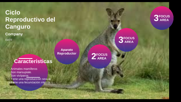 Ciclo Reproductivo del Canguro by Daii Tapia on Prezi